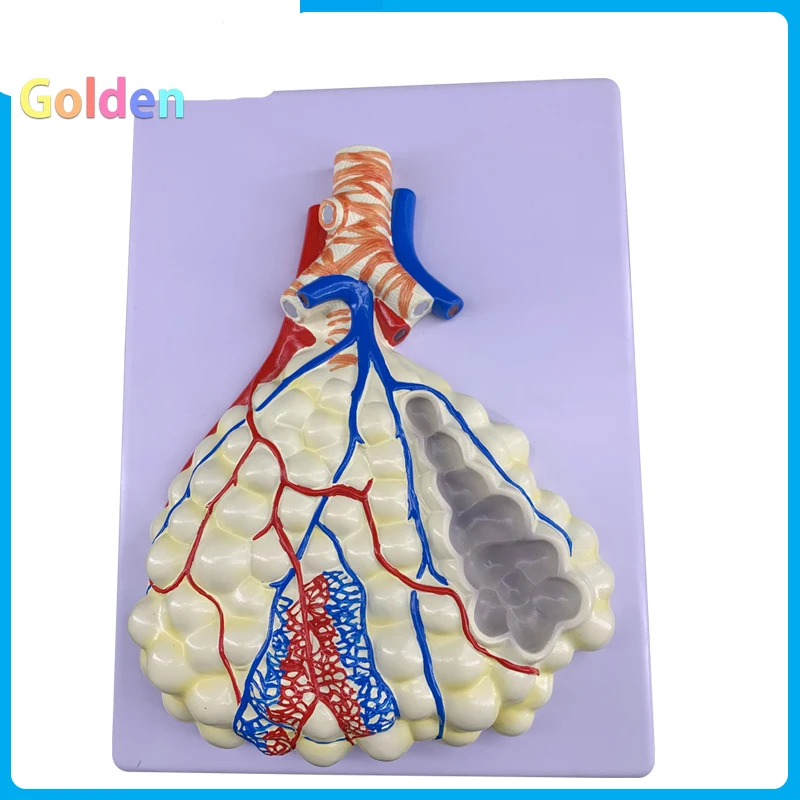 Human Respiratory System Model