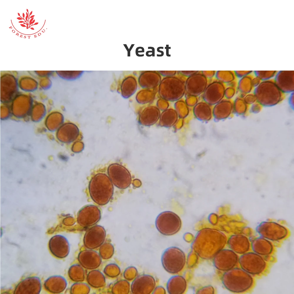 Yeast Slide Microscope