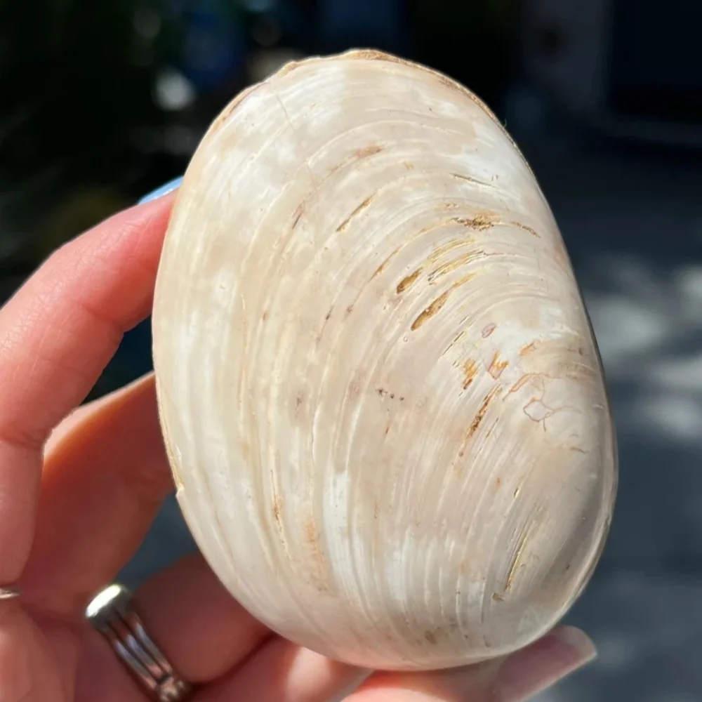 1PC large polished clam, clam shell, bivalve, each one is unique ...