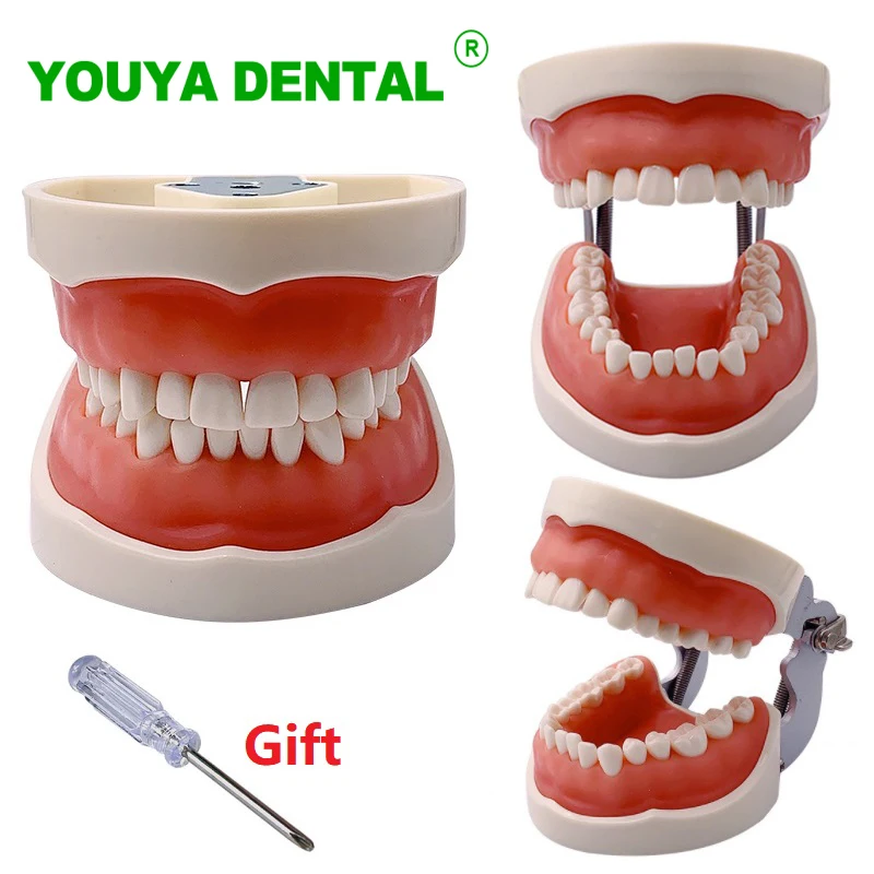 Dental-Teaching-Model-Teeth-Model-Standard-Model-With-32-Screw-In-Teeth ...