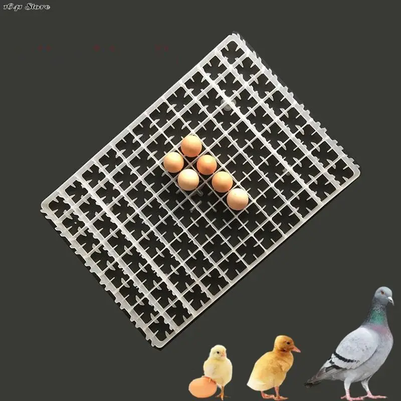 NOVA-bandeja-de-ovos-para-incubadora-autom-tica-pombos-ganso-pato ...