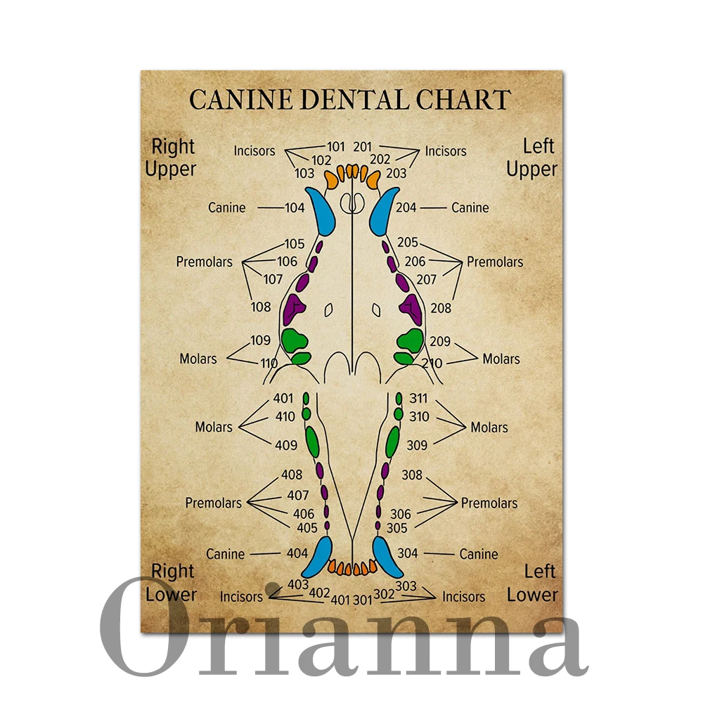Puppy Teeth Diagram