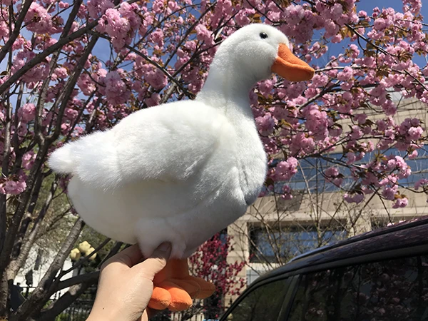 Rare Pink Duck