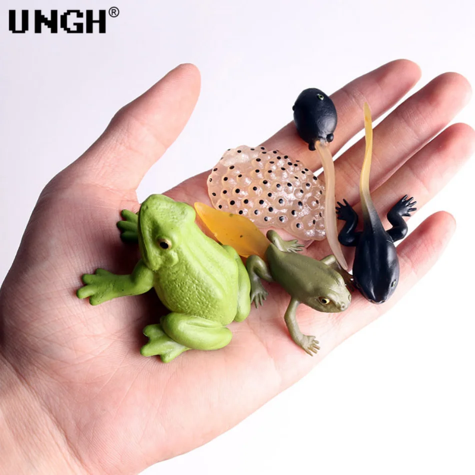 A Tadpole To Frog Life Cycle Of A Toy