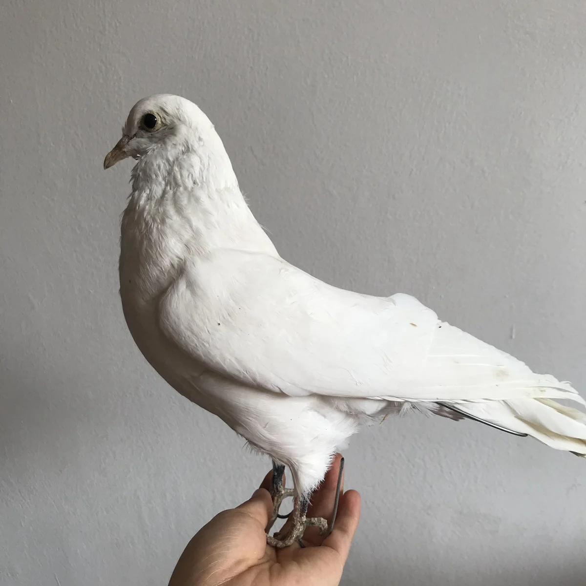 1Pcs-Real-White-Dove-Taxidermy-Collectibles-Research-Gifts-Children-s ...