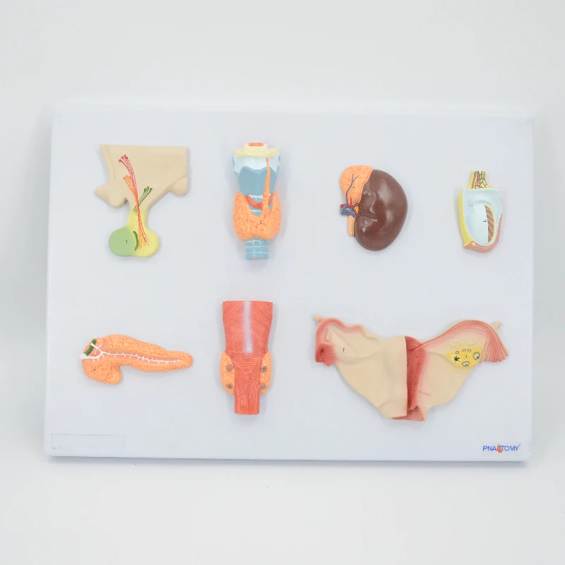 Endocrine System Model Labeled