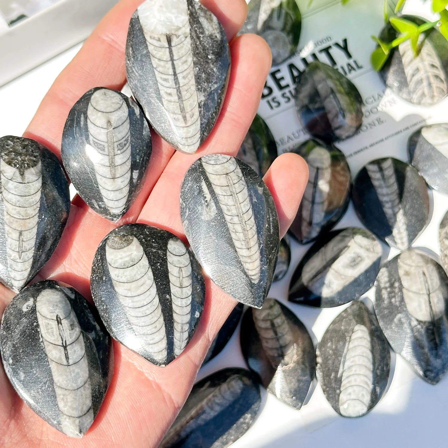 1pc Natural Trilobite Mineral Specimens With Beautiful Patterns, Energy ...