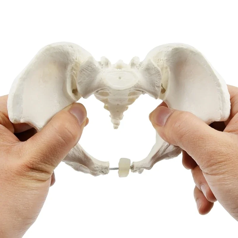 Life-Size-Female-Pelvis-Model-Flexible-Anatomy-Model-Hip-Bone-Pelvic ...