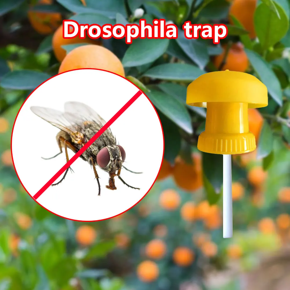 Pest-Control-Drosophila-Catcher-Fruit-Fly-Trap-Killer-Cover-Insect ...