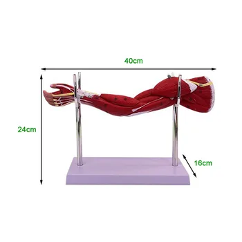 Model of Human Muscle Structure of Small Upper Limbs Lower Limbs Leg ...