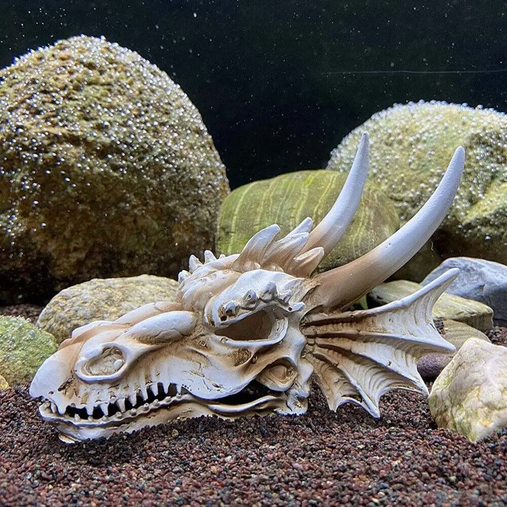 Real Dragon Skull