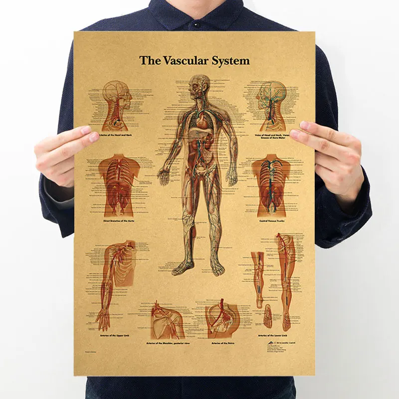 Vintage-Posters-Human-Vascular-Bloodsystem-Illustration-Retro-Kraft ...