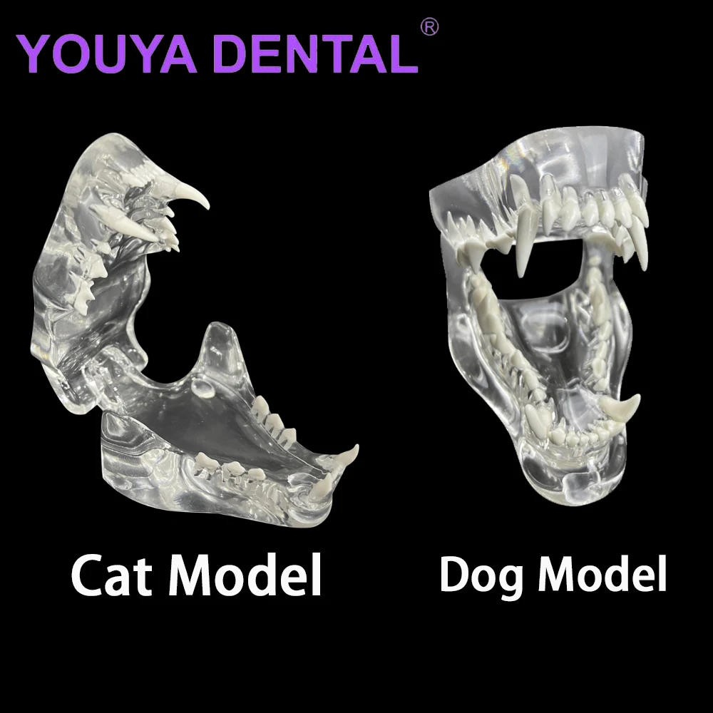 Dental Dog Cat Clear Teeth Skull Model Canine Animals Oral Tooth Jaw ...