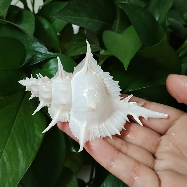 Page d'accueil Catégories Escapade d'été Avis