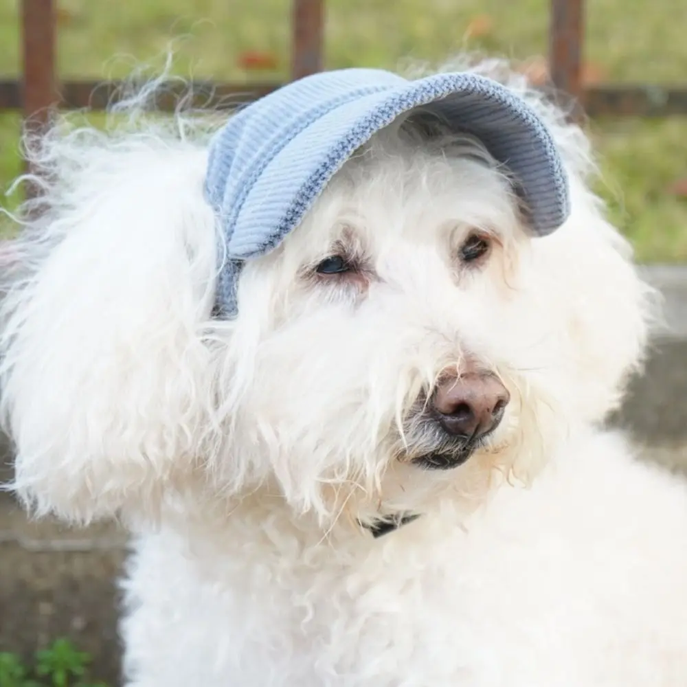INS Adjustable Dog Baseball Cap Breathable with Ear Holes Pet Sun Hat ...