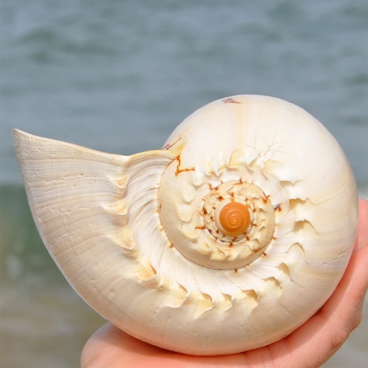 Oversized-natural-sea-snail-Shells-Yellow-Lady-Snail-Coconut-snail-The ...