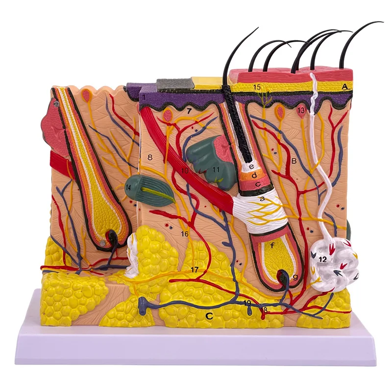 Understanding the Structure of Skin Model: A Detailed Review for ...