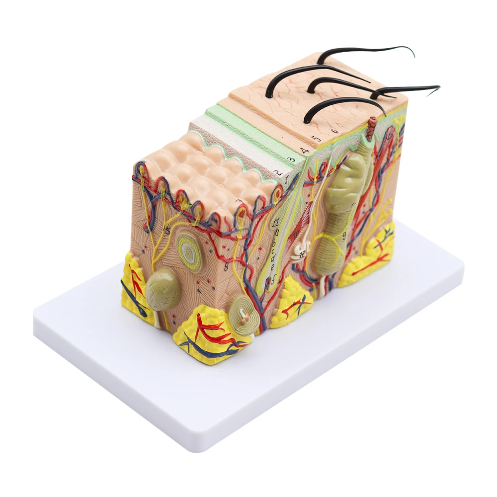 Skin-model-35x-50x-magnification-anatomical-skin-layer-structure-model ...