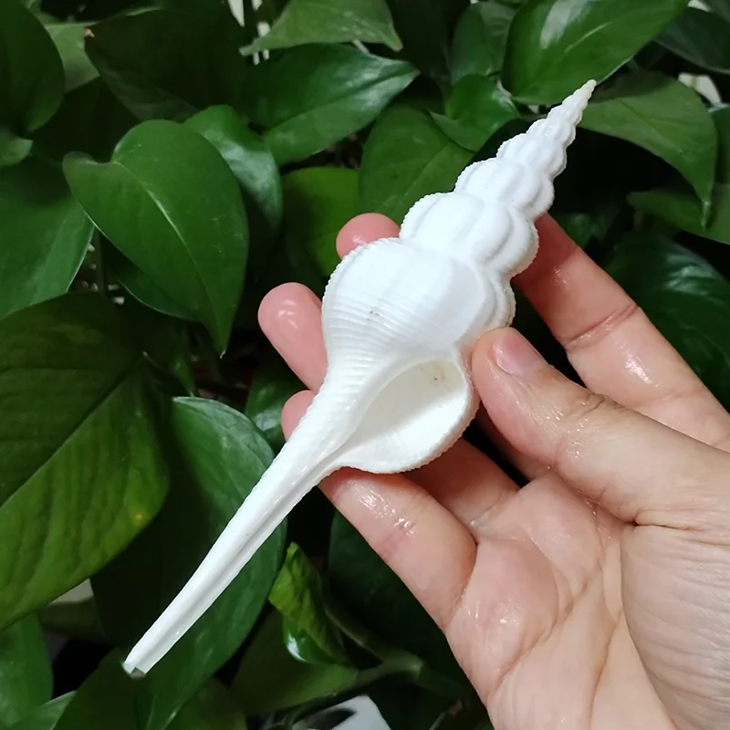 13-21cm-Salisbury-s-Spindle-Large-Natural-Conch-Shells-Big-Seashells ...