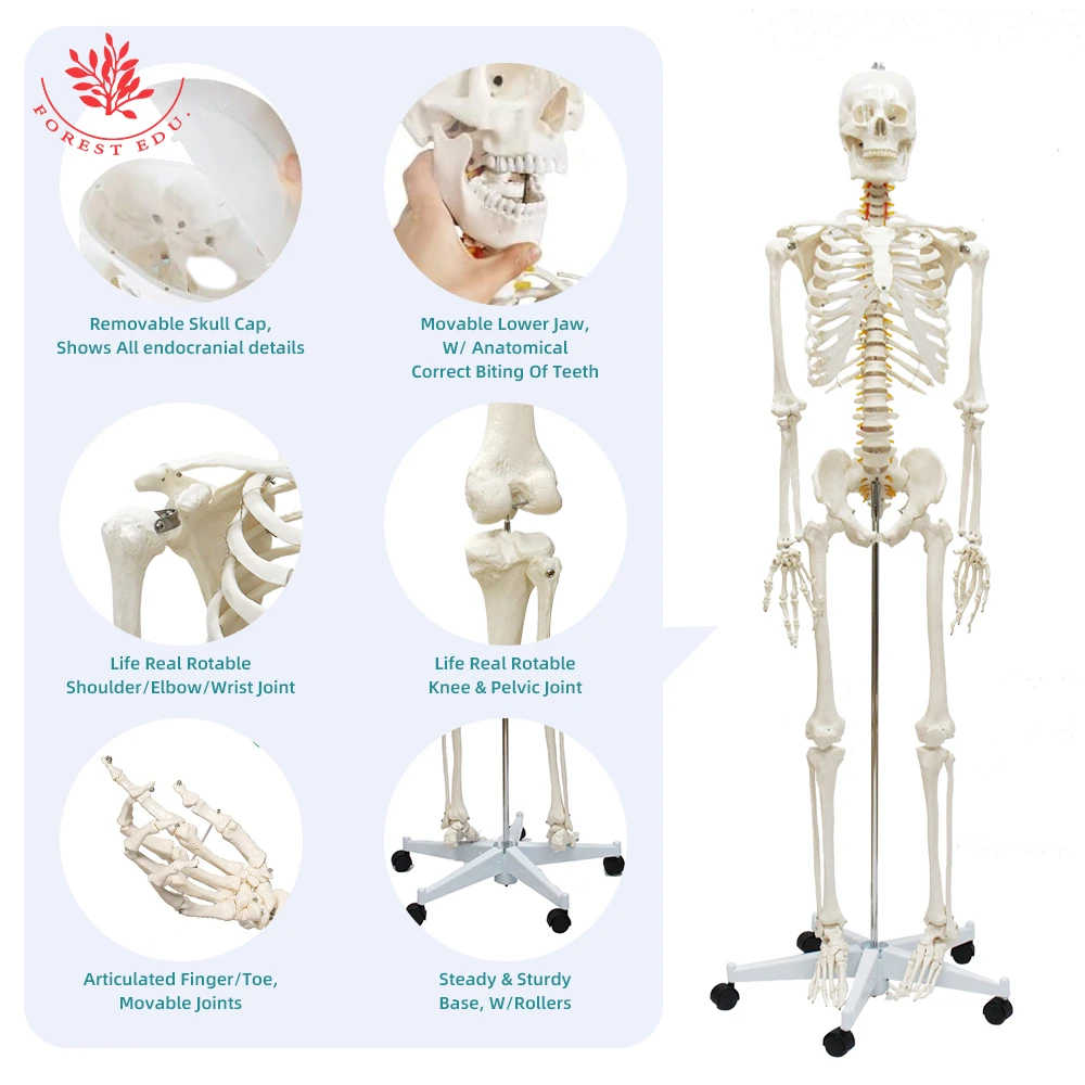FRT001-Anatomy-Model-Life-Size-Human-Skeleton-176cm-PVC-Material-White ...