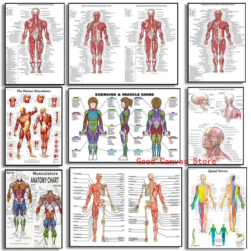 Muscular-System-Posters-Anatomy-Chart-Human-Body-Canvas-Painting-Print ...