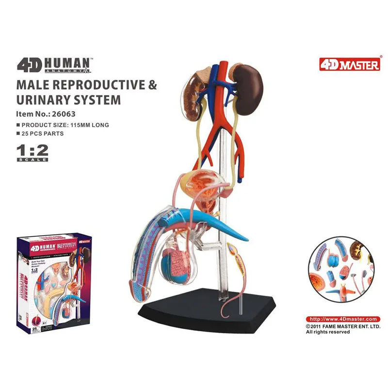 Male Reproductive System 4D Human Body Organ Anatomical Model DIY ...