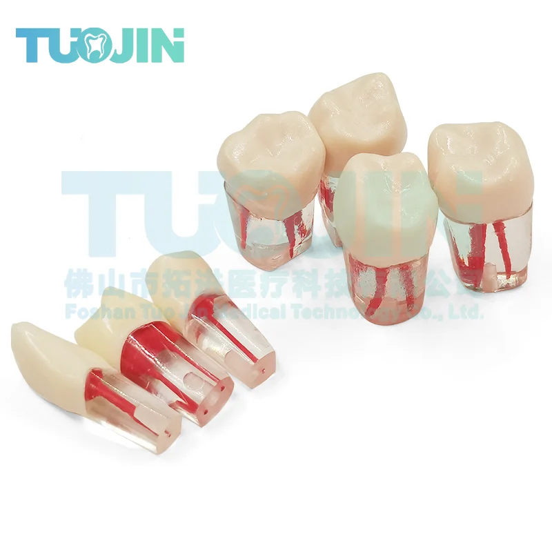 5PCS-Dental-Tooth-Model-Endodontic-Root-Canal-Block-RCT-Practice-Pulp ...