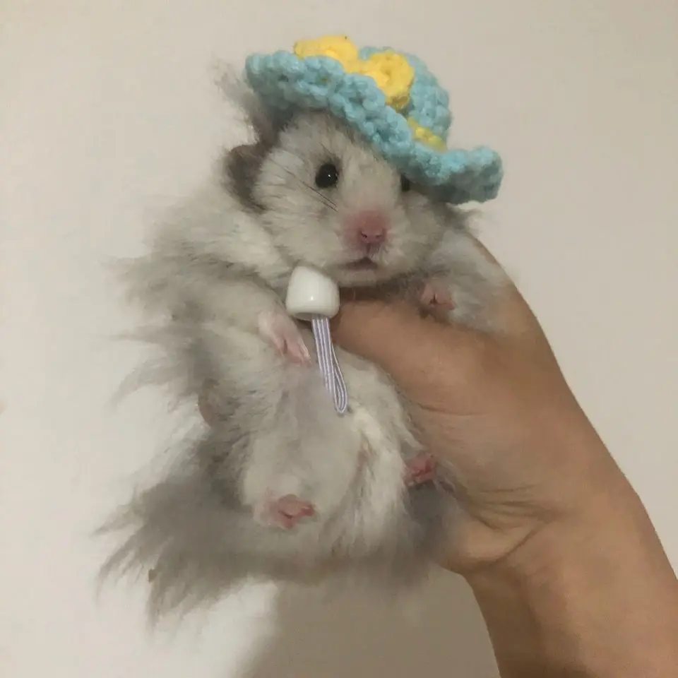 Hamsters With Clothes