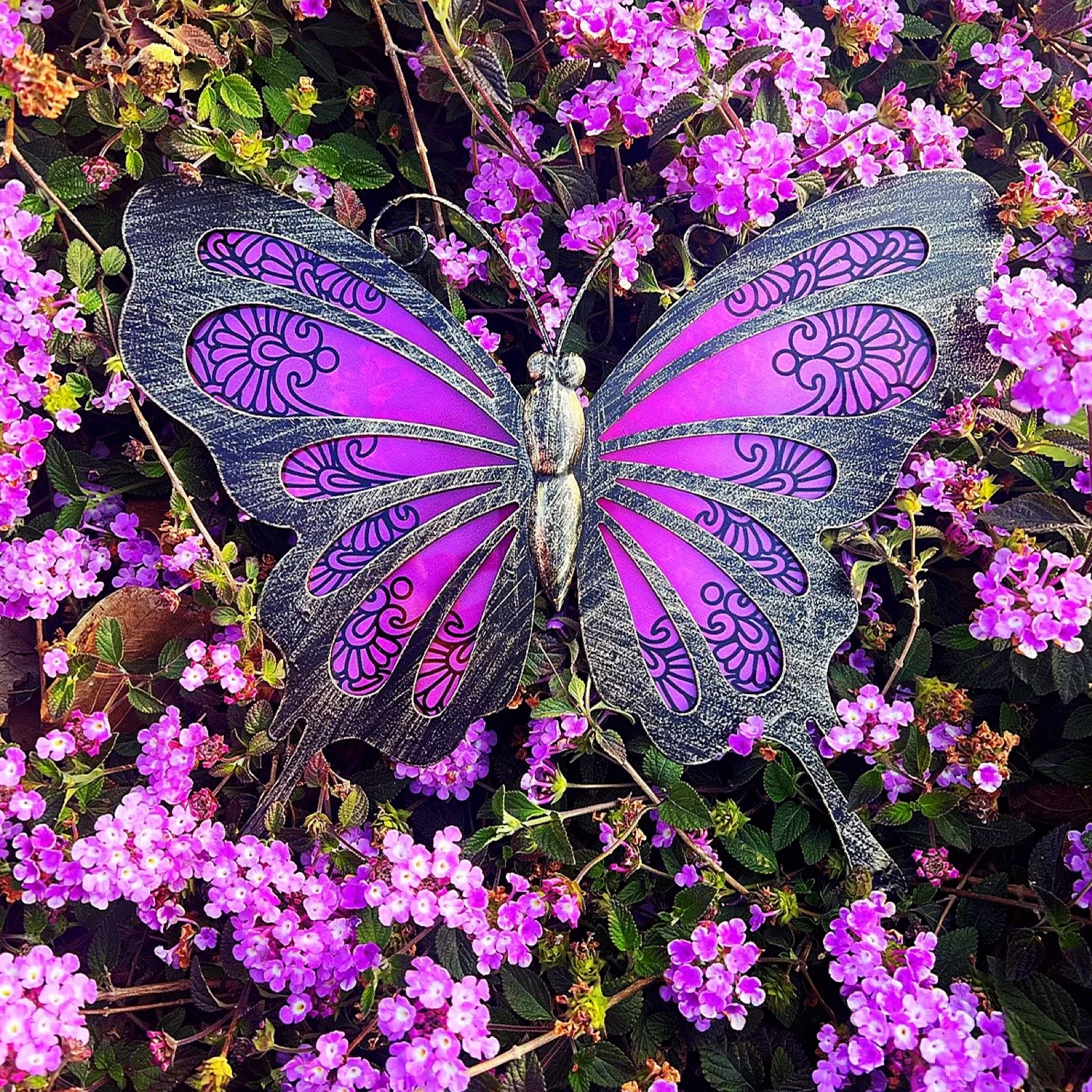 Real Purple Butterfly