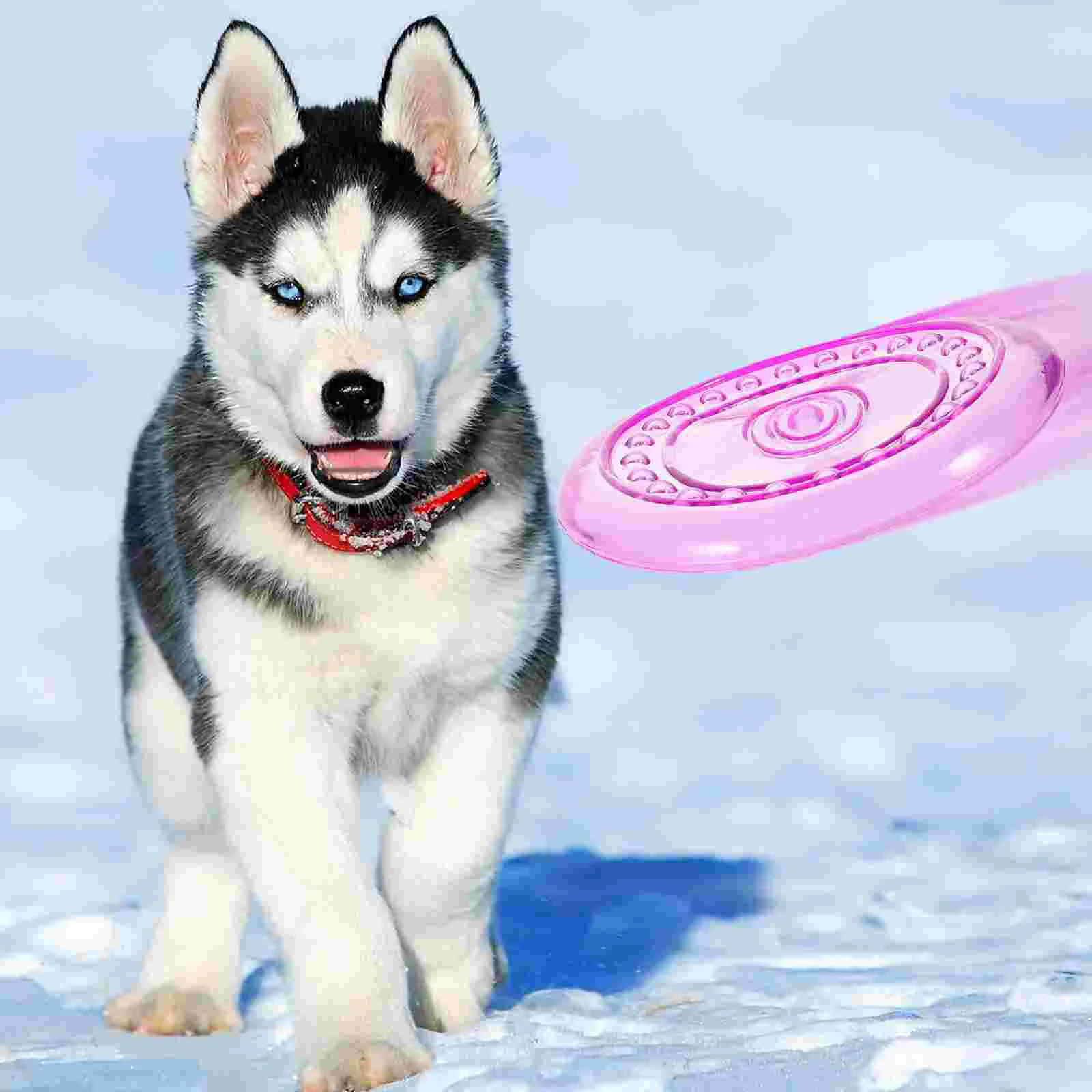 Dog Hit By Frisbee