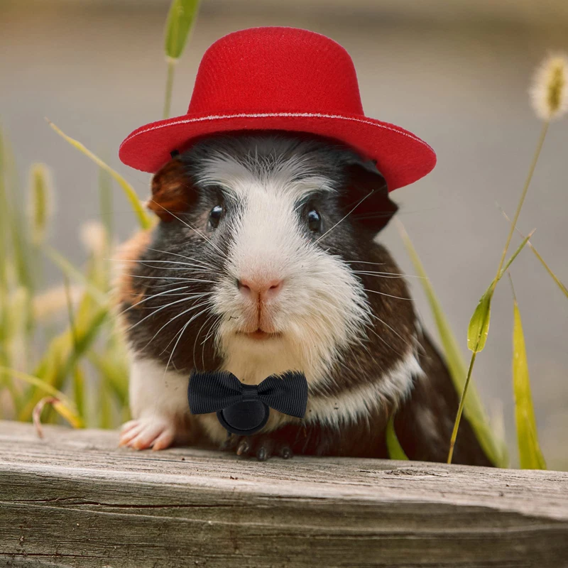 Guinea Pig With Tuxedo