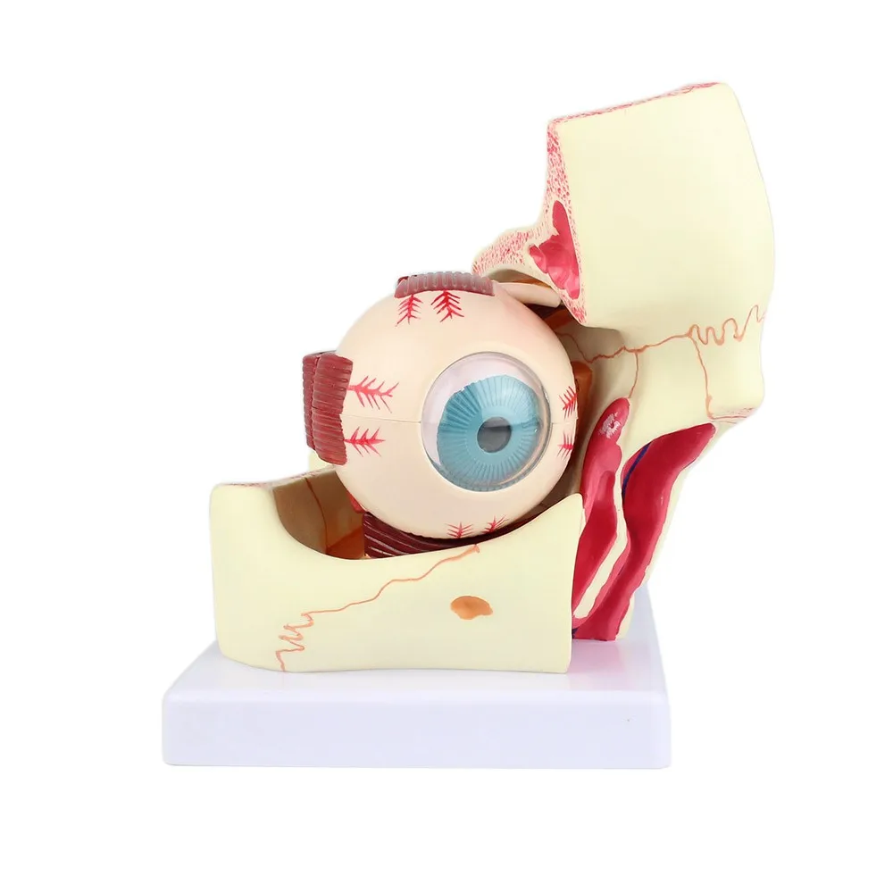 Eye-Model-Anatomical-Eye-Model-Eyeball-And-Eyelid-Model-Removable-Eye ...