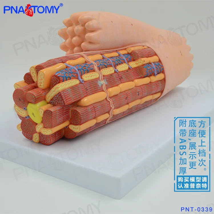 Cardiac Muscle Cell Model