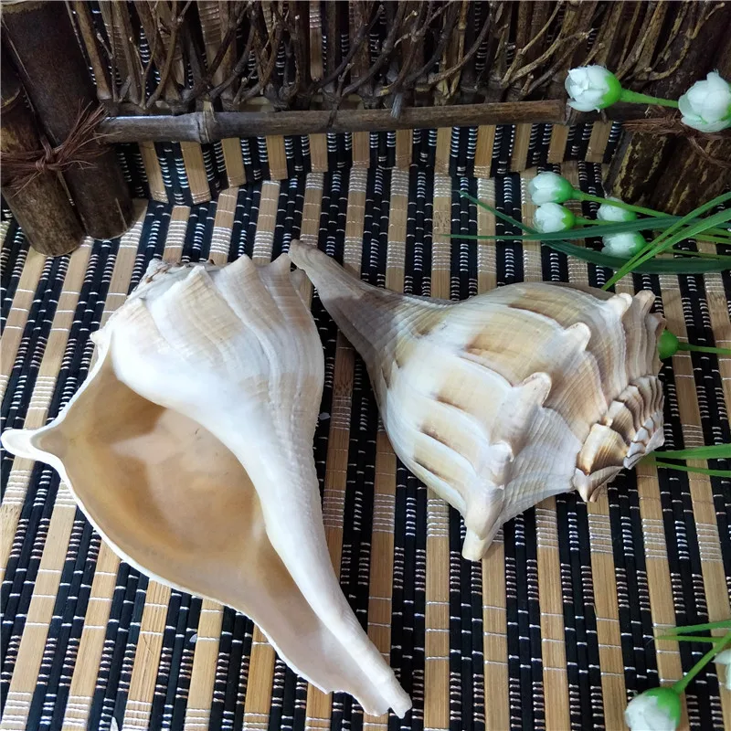 Natural-Large-Conch-Shell-Spin-Snail-Sacrifice-Weapon-Buddha-Gift ...