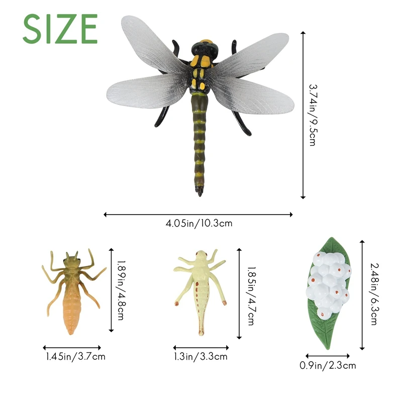 Lebenszyklus Einer Libelle