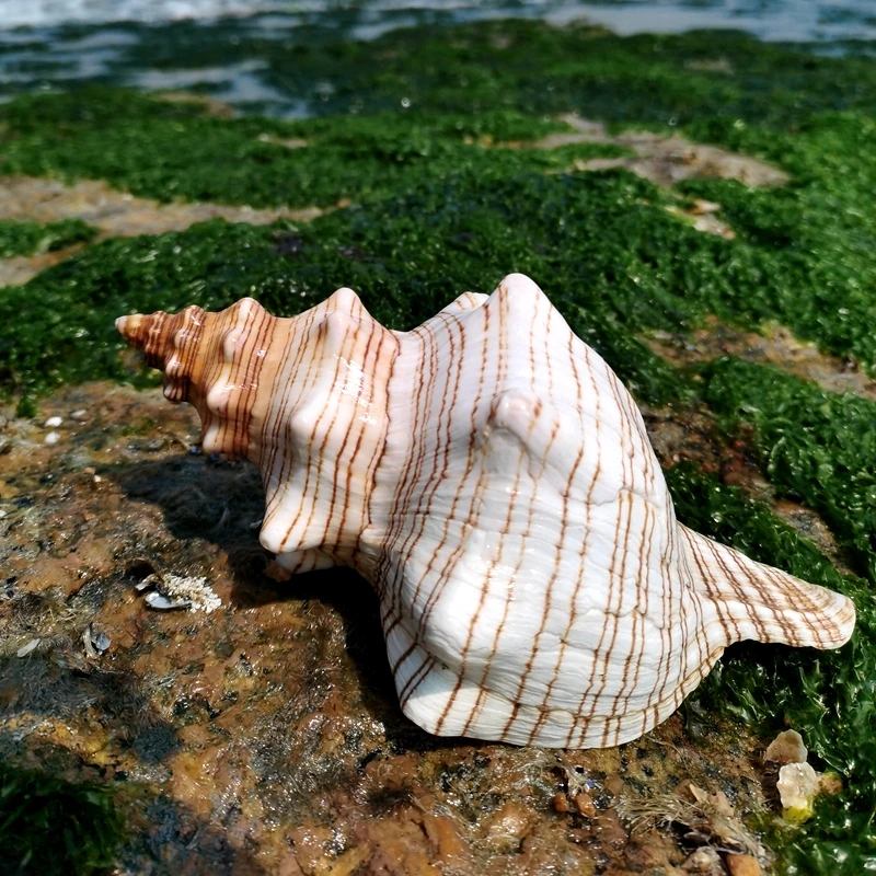Giant Natural Conch Shell Ornament, Aquarium Decor, Creative Marine ...