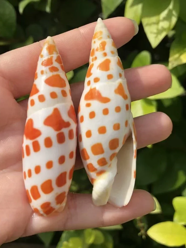 Red-Pen-Snail-Natural-Shell-Conch-Koi-Aquarium-Landscaping-Fish-Tank ...
