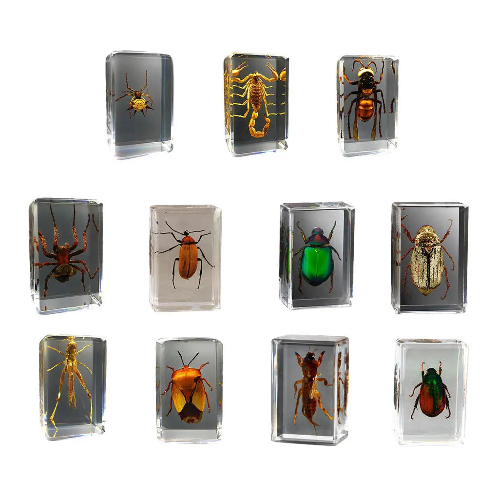 Transparent Small Ornament For Visual Observation Of Insects Scorpion ...