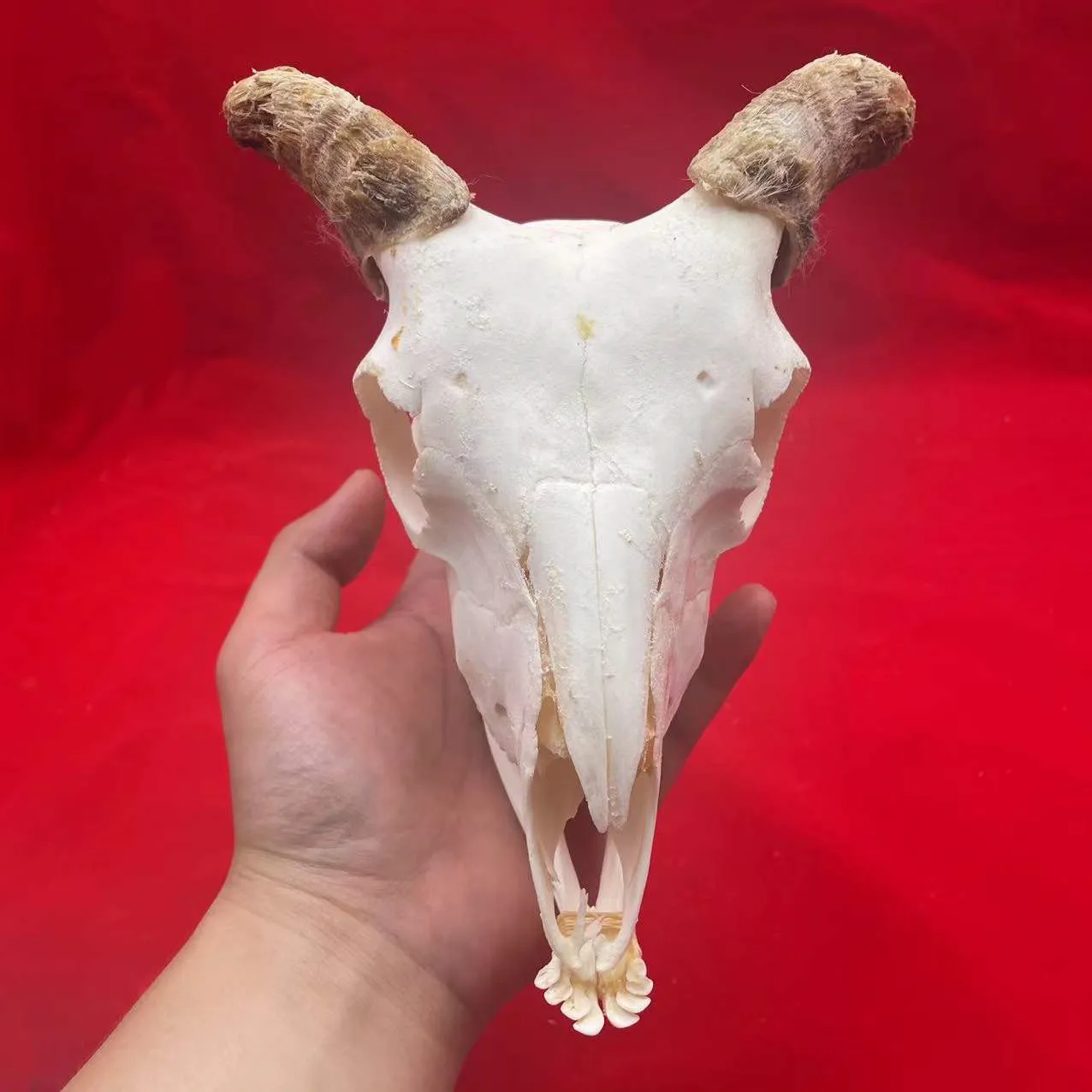 real-sheep-skull-collection-animal-skull-specimen-teaching-model-home ...