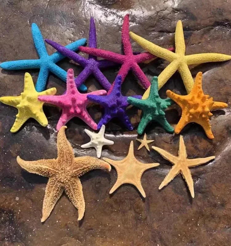 Natural-Beach-Conch-Shell-Five-finger-Starfish-Specimen-Mediterranean ...