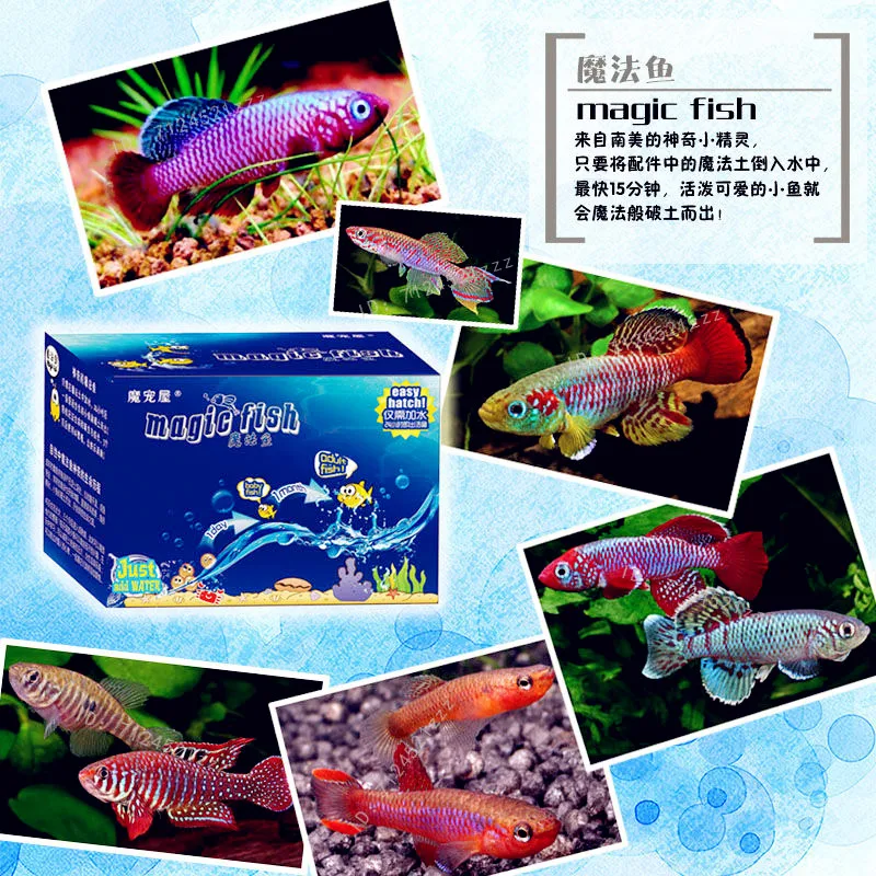 Betta Fish Eggs Hatching