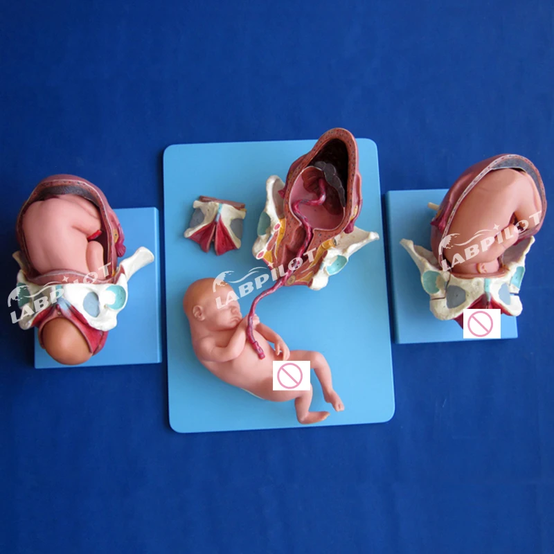 Anatomical Childbirth Demonstration Model Fetal Delivery Process Labour ...
