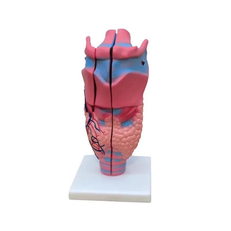 Human-Laryngeal-Anatomy-Model-Medical-Specialized-Biology-Teaching ...
