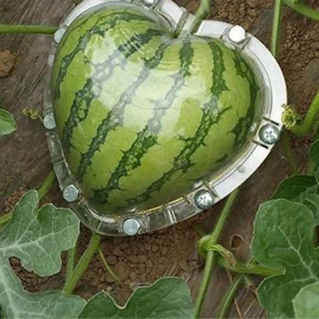 Watermelon-Growing-Mold-Durable-and-Professional-Heart-Shaped-Pumpkin ...