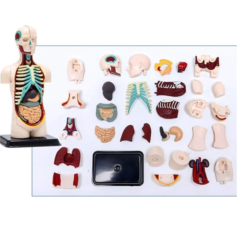 3D Mine Child Science Toy Human Anatomy model Human torso Assembly ...