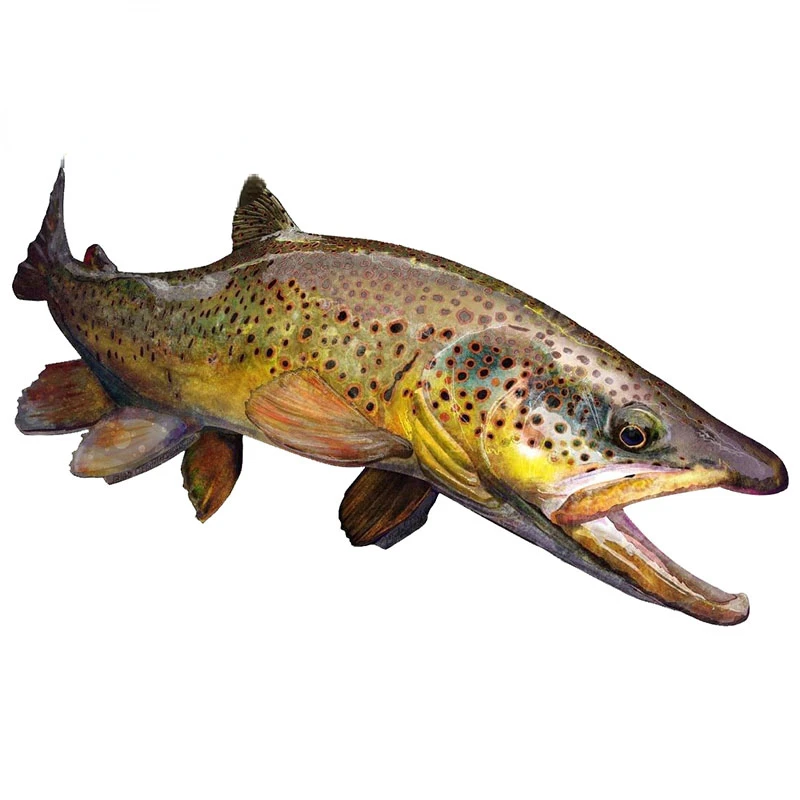 Speckled Trout Decal