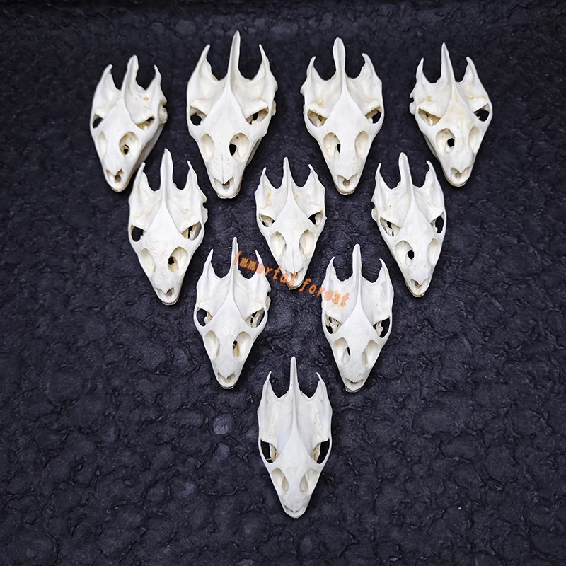 1/2/5/10pcs Real turtle skull/trionyx sinensis/animal bone - AliExpress 15