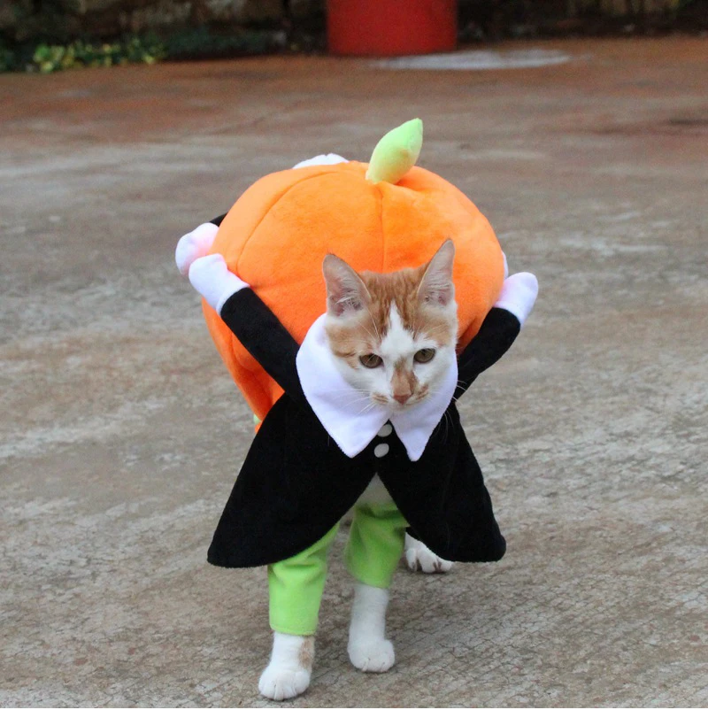 Cat Pumpkin Costume