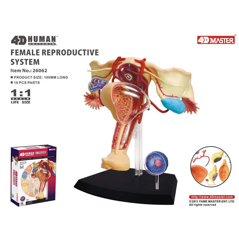 4D-Female-Reproductive-System-Human-Organ-Anatomical-Model-DIY-Puzzle ...