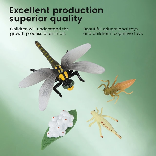 Lebenszyklus Einer Libelle